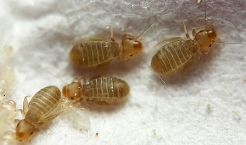 Disinfestazione psocotteri - Interlabor