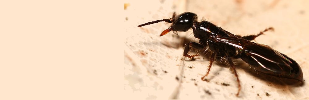 Disinfestazione scleroderma domesticum - Interlabor